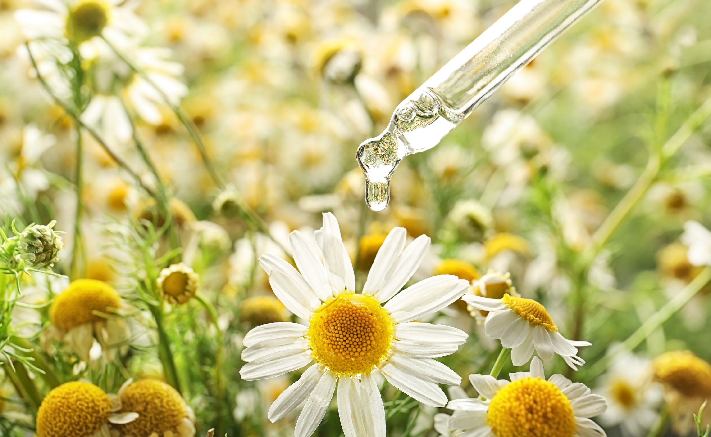 The Soothing Power Of Anthemis Nobilis Flower Extract